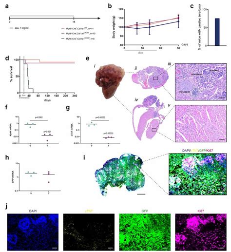 Doxycycline Induced Expression Of Oksm For 18 Days Generates Teratomas