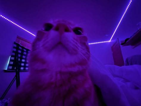 Purple Aesthetic Cat Pfp