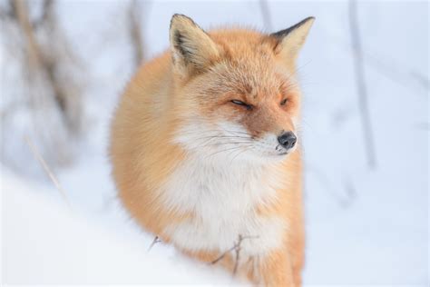 Japanese Red Fox
