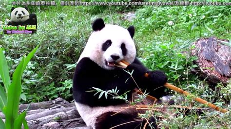 20151114圓仔躺躺坐坐吃竹桿 The Giant Panda Yuan Zai Youtube