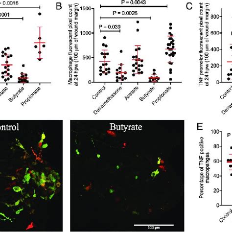 Butyrate Reduces The Recruitment Of Zebrafish Neutrophils To A Wound