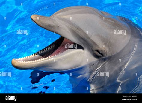 Head Of Bottlenose Dolphin Tursiops Truncatus With An Open Mouth In