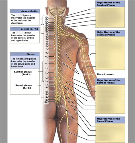 147 Peripheral Nerves And Plexuses Diagram Quizlet