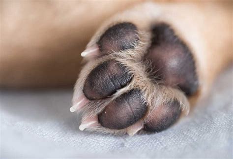 How To Treat A Dog Paw Infection At Home