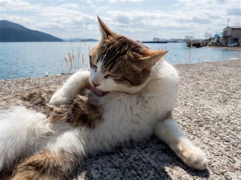 日本に猫がやって来た！ 伝来の新事実、続々と発見 「犬や猫ともっと幸せに」をコンセプトにしたwebメディア「sippo」