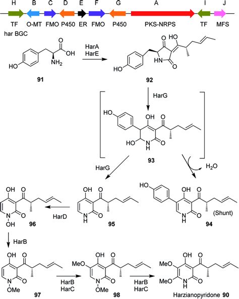 Organization Of The Harzianopyridone Bgc In T Harzianum And The