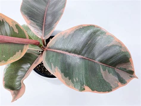 Ruby Ficus Rubber Plant Live Plants In 2 Inch Pots Ficus Elastica