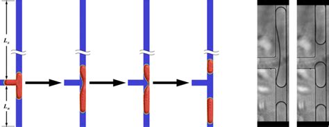 Left An Illustration Of The Droplet Breakup Steps With Permanent Download Scientific Diagram