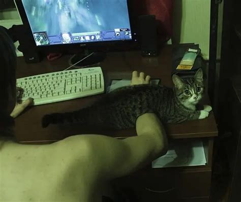 15 Adorable Personal Space Invading Cats
