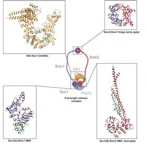 6 Relevant Structural Models Of Cohesin Subunits In The Middle The Download Scientific
