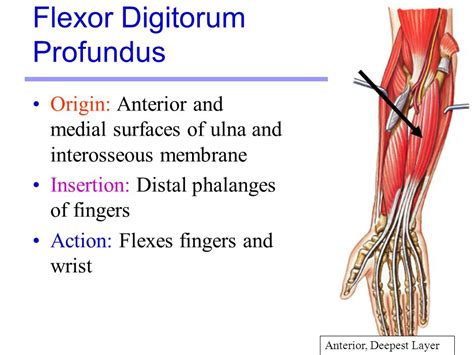 Flexor Digitorum Superficialis Origin