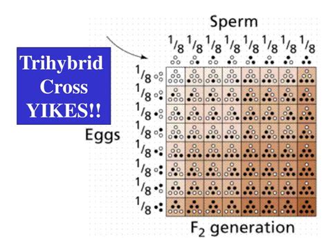 PPT Dihybrid Crosses PowerPoint Presentation ID 3212859