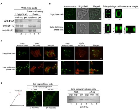 The Cell Division Protein Ftsz In Non Growing Bacterial Cells Exists In