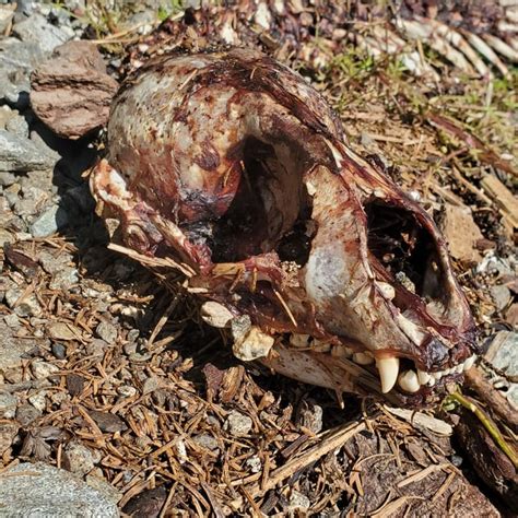 Seal Bones Rbonecollecting