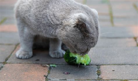 Premium Photo The Cat Eats A Cucumber Selective Focus