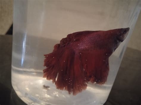 Mi Pez Betta Tiene Un Bulto En El Cuerpo Foro Portalpez De Acuarios