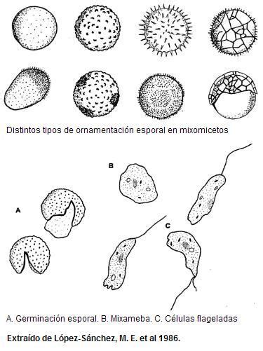Mixomicetos Glosario Celulas Esporas