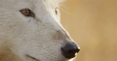 What Is A Female Wolf Called Unveiling Wolf Terminology And Behavior