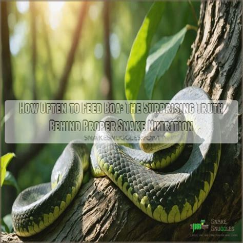 Boa Constrictor Vs Python Key Differences You Need To Know