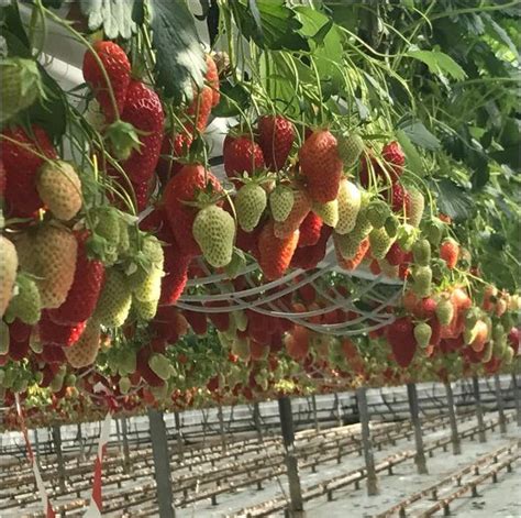 Hydroponic Substrate Strawberry Gutter With Coco Peat Growing Bag