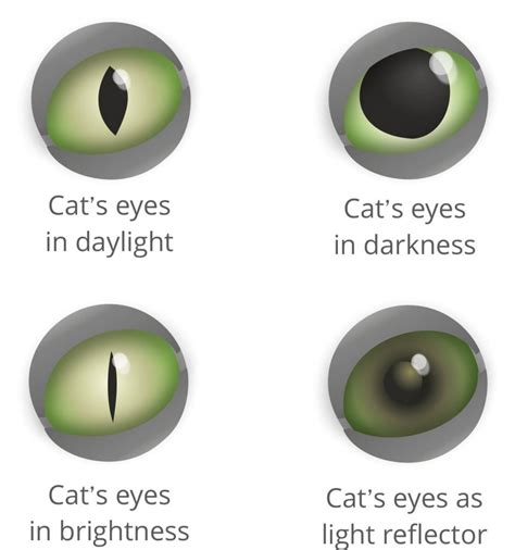 Why Are Cats Pupils Small At Trudi Abbas Blog