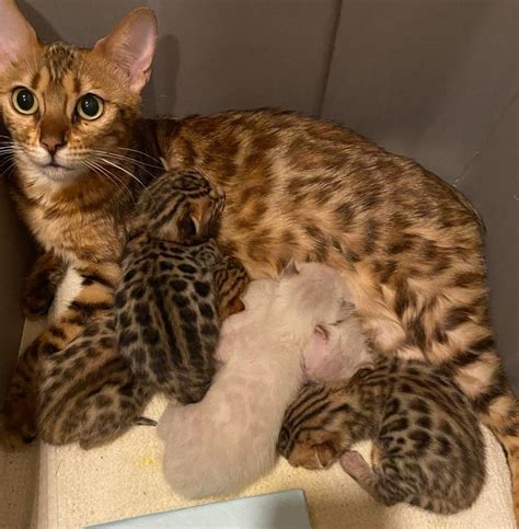 Bengal Kittens Sale New York Buying Kitten From Breeder