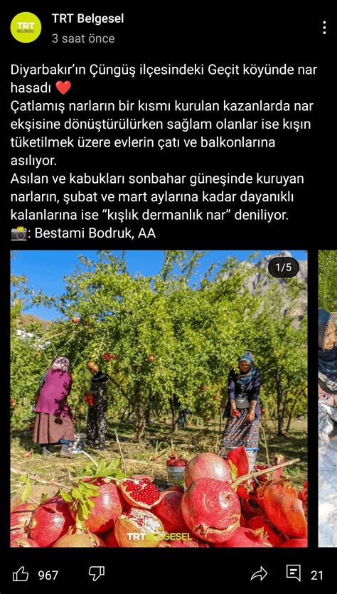 Cungu R Tamamahbapengelli