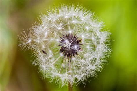 Minnesota Seasons Red Seeded Dandelion