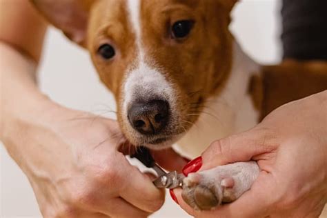 How To Cut Overgrown Dog Nails Hound Therapy