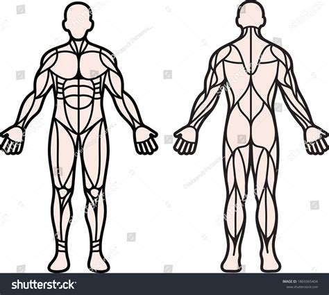 Muscular Man Front And Back View Vector Outline Royalty Free Stock