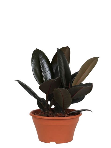 Ficus Elastica Abidjan - 35 cm