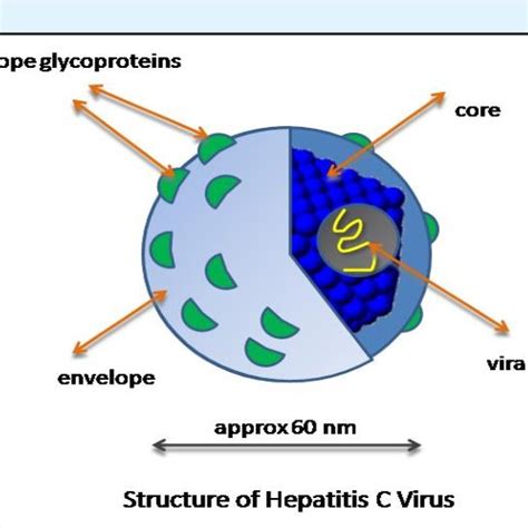 Demonstrating The Structure Of Hcv Download Scientific Diagram