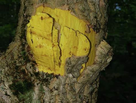 Invasive Amur Cork Tree Threatening Cts Native Species Experts Say