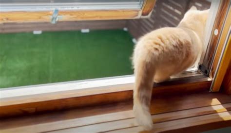 猫の散歩に犬がついて来れない猫早ぇー自分がワンコだと思ってるまいどなニュース