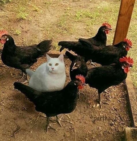 Simon Is A Well Behaved Cat Meme Guy
