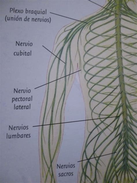 Intereses y más Sistema Nervioso El Sistema Nervioso