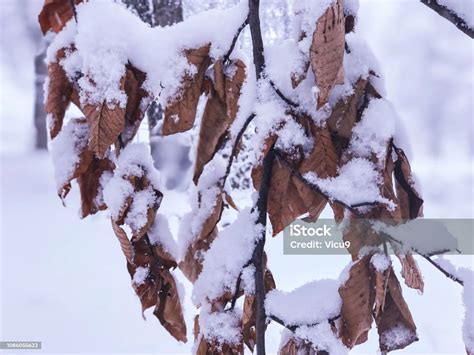 눈입니다 눈 덮힌 나무와 Autmn는 눈에 나뭇잎 겨울 산에서 클로즈업 샷 0명에 대한 스톡 사진 및 기타 이미지 0명 겨울 나무 Istock
