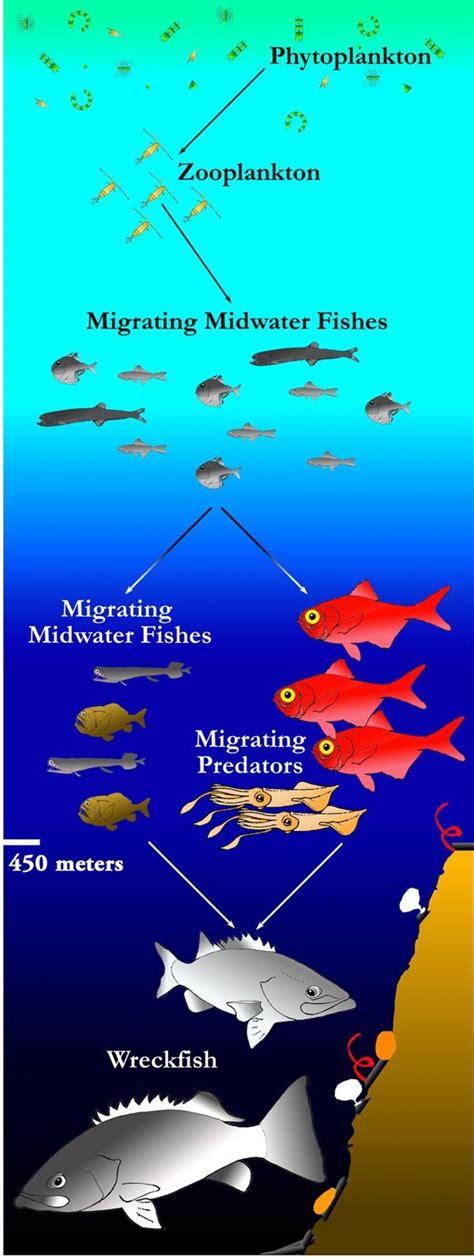 Life In The Open Ocean Diverse Food Web From Plankton To Mammals