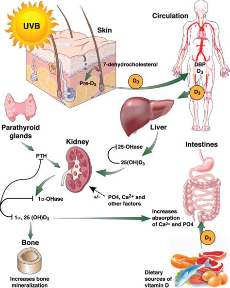 Low Vitamin D Levels Cancer Quick Facts