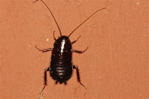 Are Oriental Cockroaches Dangerous