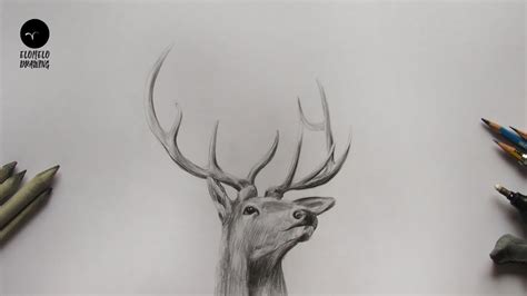 How To Draw A Deer Pencil Sketch Deer Drawing Youtube
