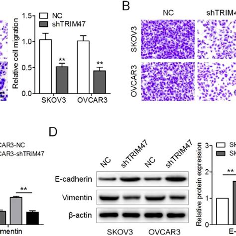 Trim47 Knockdown Suppressed The Stat3 Signaling Pathway In Ovarian