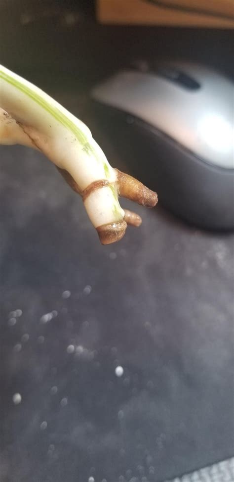 Should I Cut The Good Node Or Leave It Alone Rplantclinic