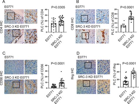 SRC 3 KD Changes The Tumor Infiltrating Immune Cell Repertoire In E0771