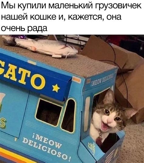 котэ картинки смешные картинки и другие приколы комиксы гиф анимация видео лучший