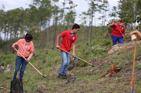Proyecto De Restauración De Bosques De Caribe En La Región De Limón