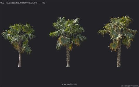 Plant Models Vol 148 Maxtree