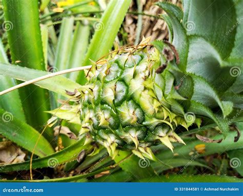 The Shape Of A Young Pineapple Fruit Stock Image Image Of Good Looks 331844581