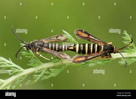 A Rare Pair Of Mating Six Belted Clearwing Moth Bembecia