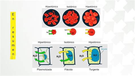 Solucao Hipotonica Soluciones Hipertónicas Pari